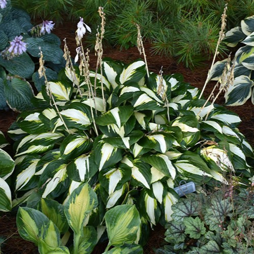 Vulcan Hosta