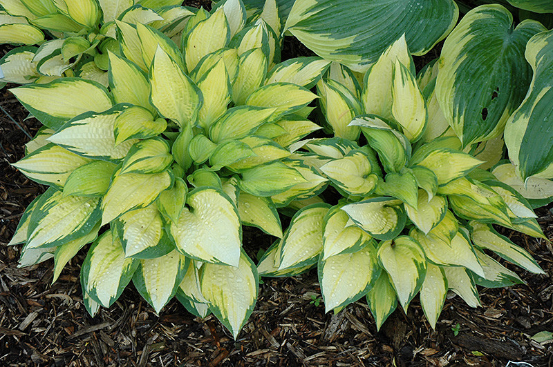 Orange Marmalade Hosta