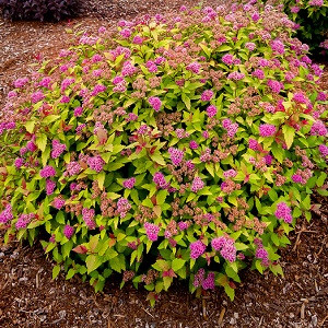 Poprocks Rainbow Fizz Spirea