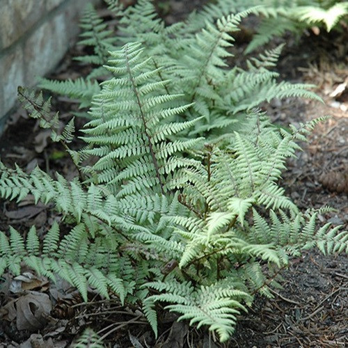 Ghost Fern