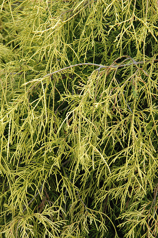 Sungold Threadleaf False Cypress