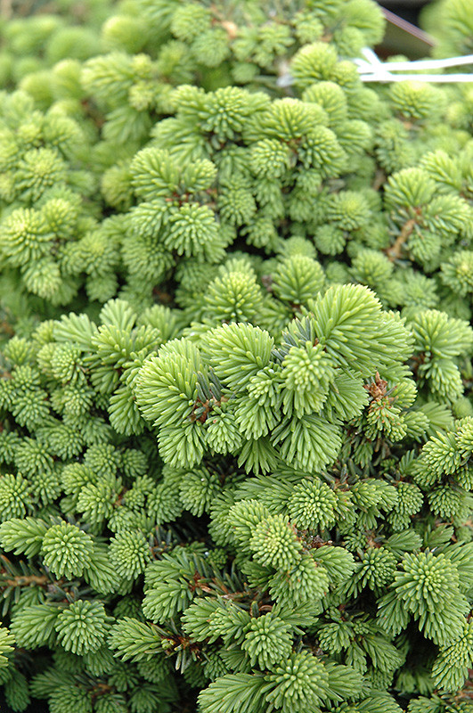 Little Gem Norway Spruce