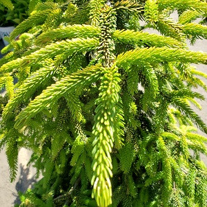 Skylands Golden Oriental Spruce
