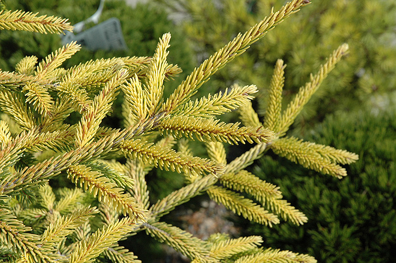 Skylands Golden Oriental Spruce