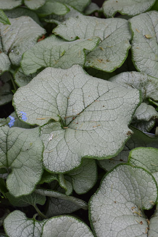 Alexandria Brunnera