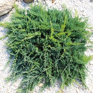 Blue Chip Juniper