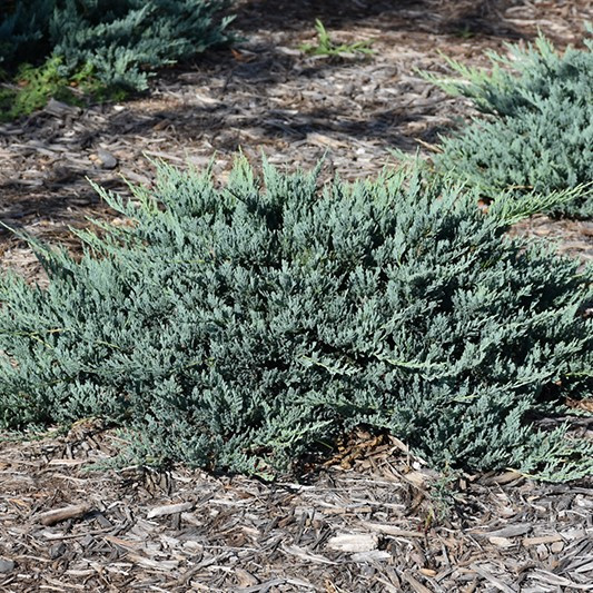 Blue Chip Juniper