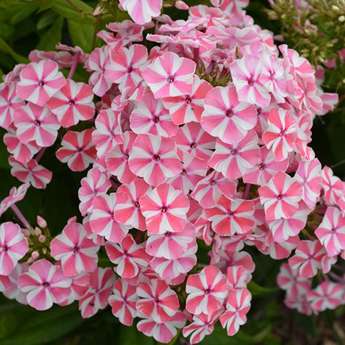 Peppermint Twist Garden Phlox