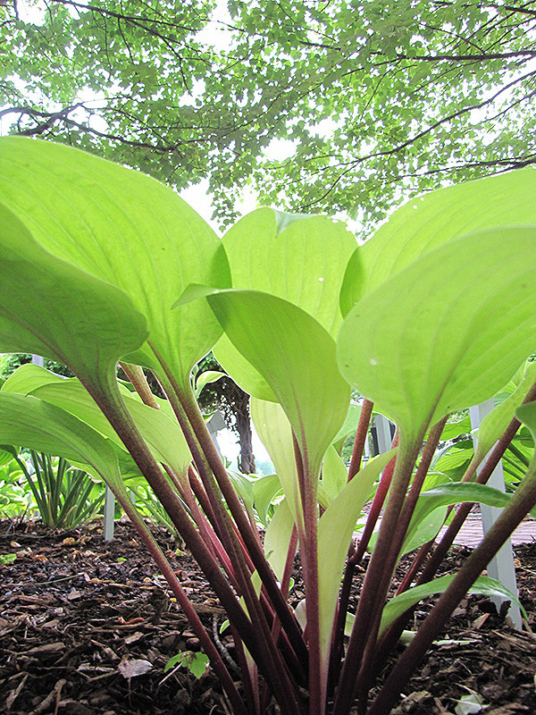 Designer Genes Hosta