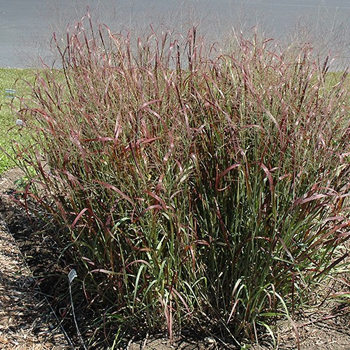 Prairie Fire Switch Grass
