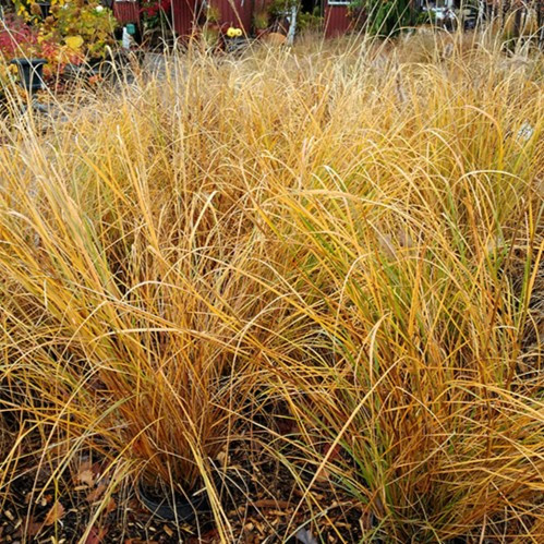 Foxtrot Giant Fountain Grass