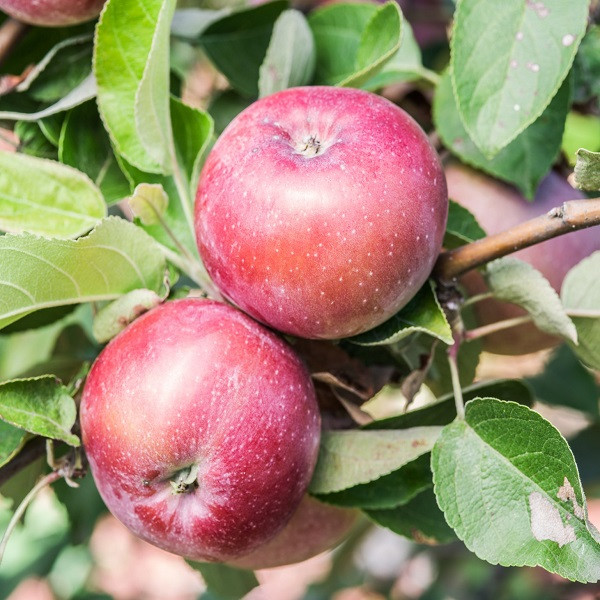 Spartan Apple Fruit Tree