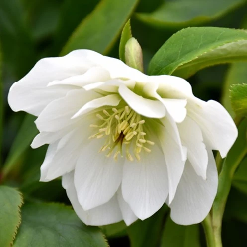 Wedding Bells Hellebore