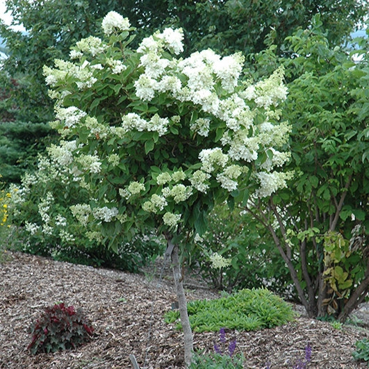Pink Diamond Hydrangea Tree Form