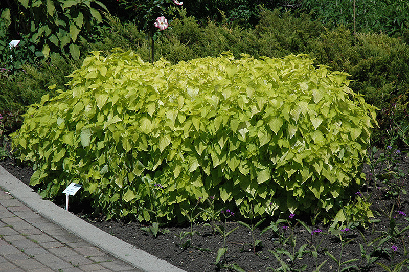 Golden Jubilee Anise Hyssop
