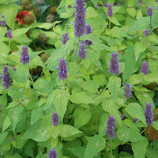 Golden Jubilee Anise Hyssop