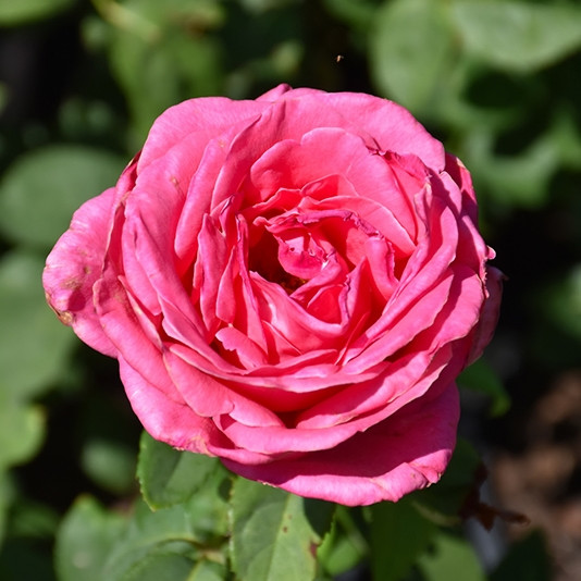 Perfume Delight Hybrid Tea Rose
