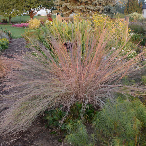 Prairie Blues Little Bluestem Ornamental Grass