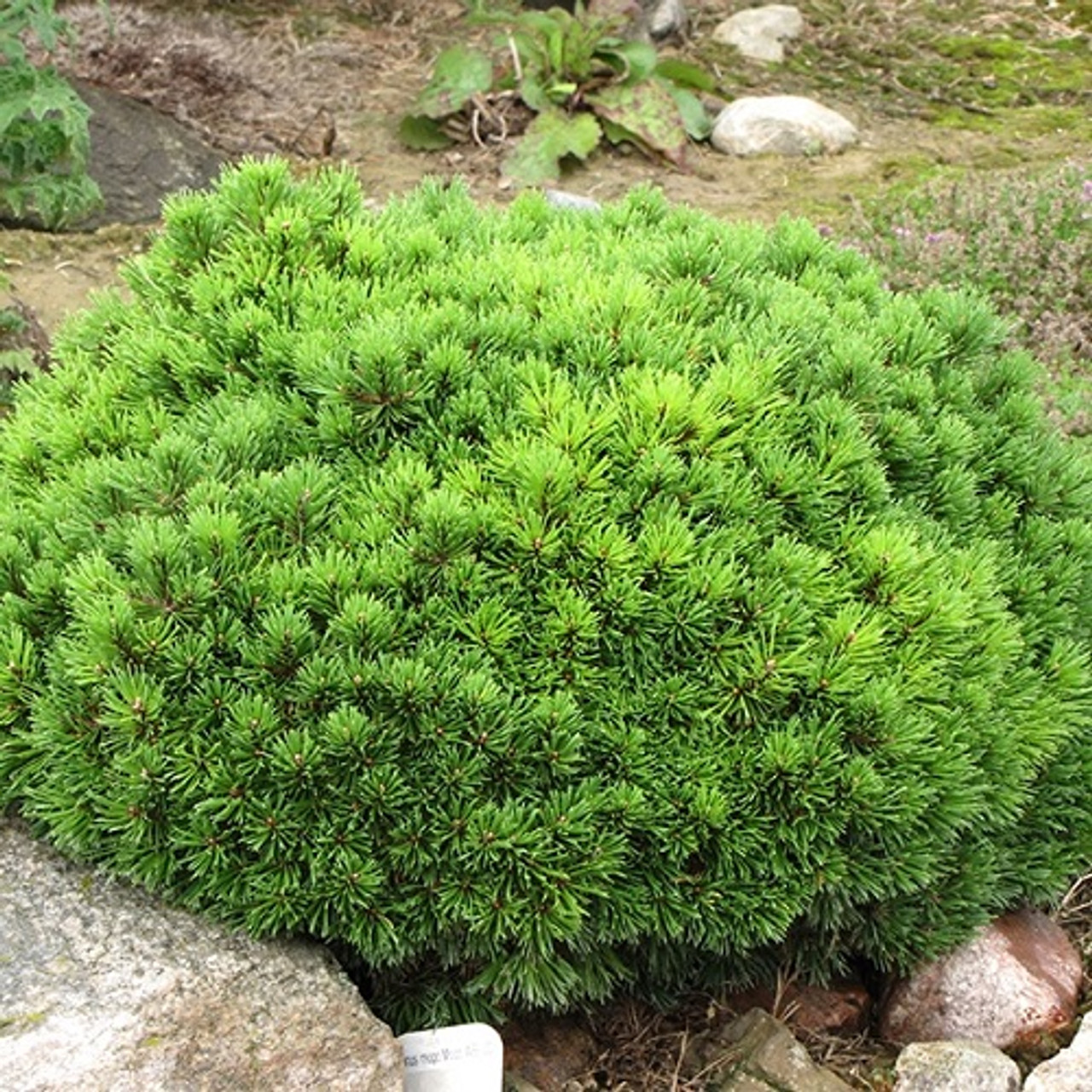 Mops Dwarf Mugo Pine