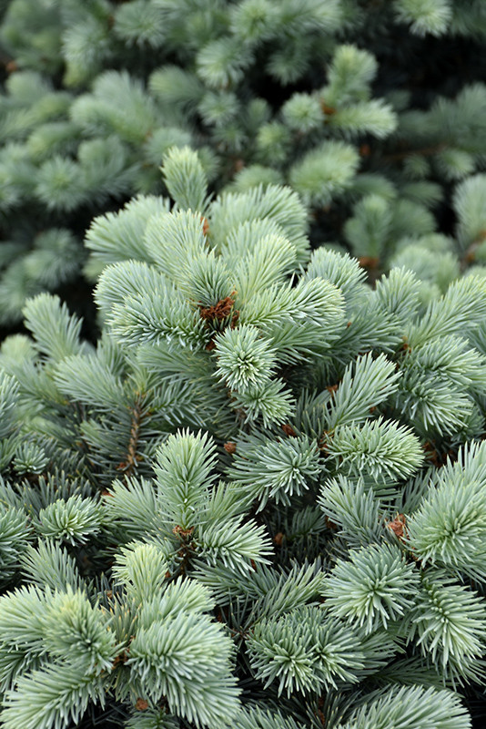 Zafiro Dwarf Colorado Spruce