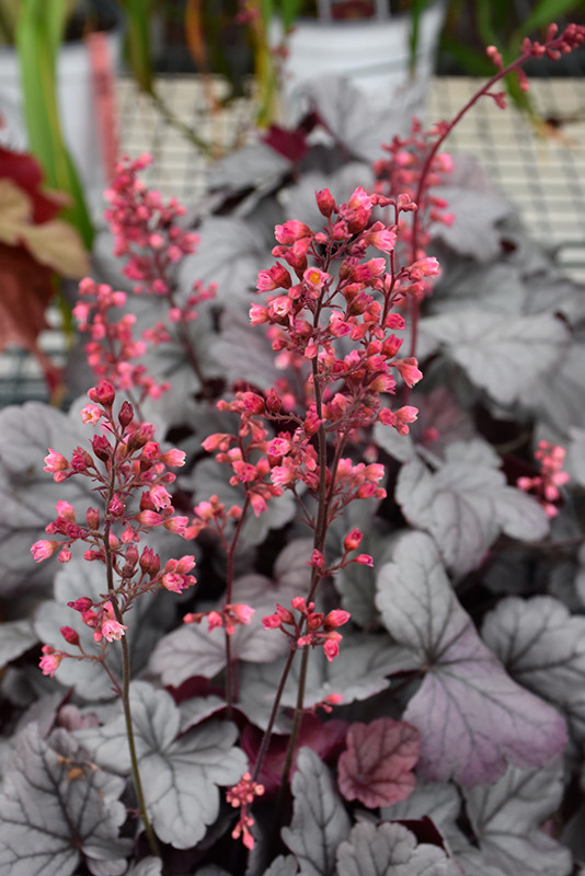 Silver Gumdrop Coral Bells