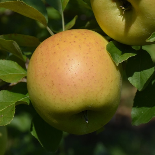 Golden Sentinel Columnar Apple Fruit Tree