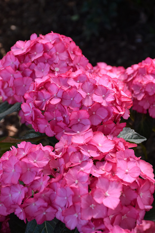 Seaside Serenade Hamptons Hydrangea
