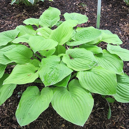 August Moon Hosta