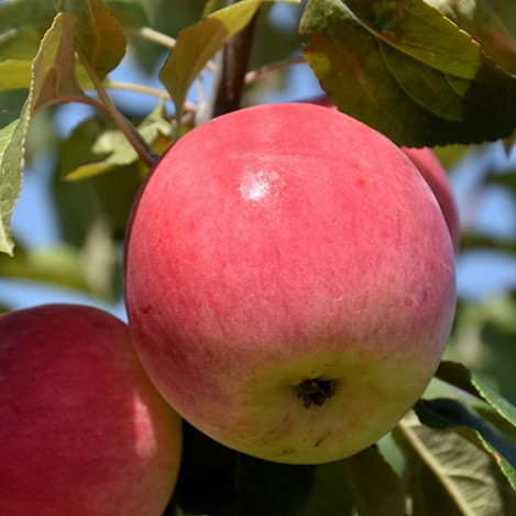 Jerseymac Apple Fruit Tree