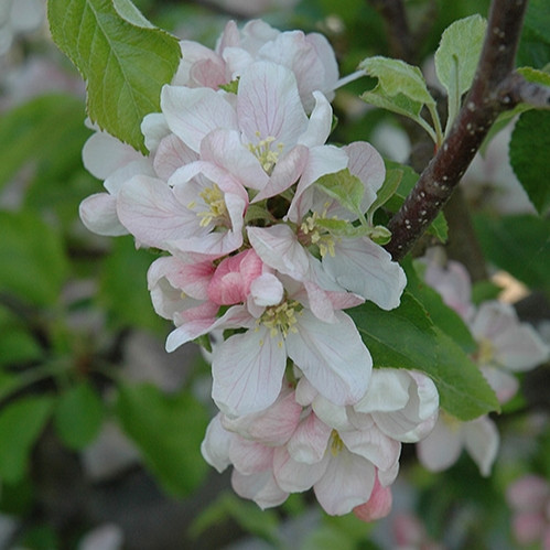 Jerseymac Apple Fruit Tree
