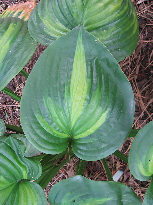 Avocado Hosta