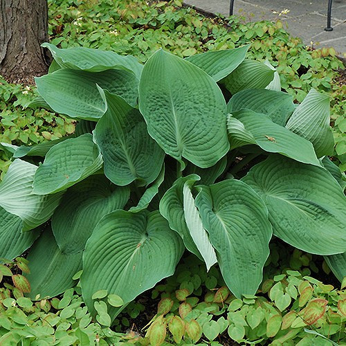Blue Angel Hosta