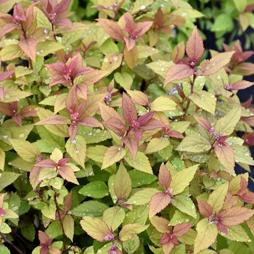 Firelight Spirea
