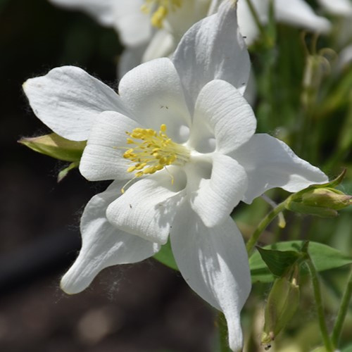 Songbird Dove Columbine