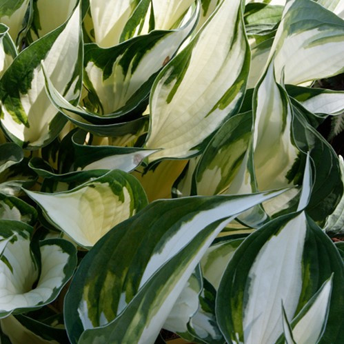 Fire and Ice Hosta