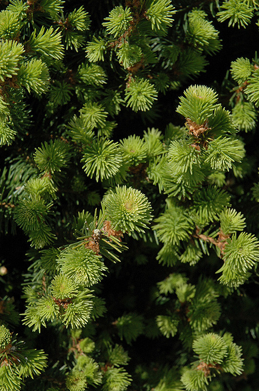 Sherwood Compact Norway Spruce