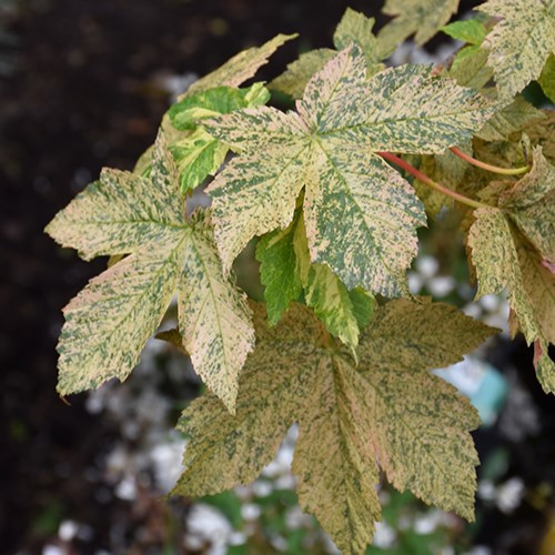 Eskimo Sunset Sycamore Maple