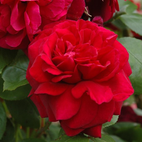 Tess Of The D'Urbervilles David Austin Rose