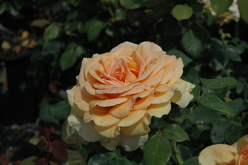 Marilyn Monroe Hybrid Tea Rose