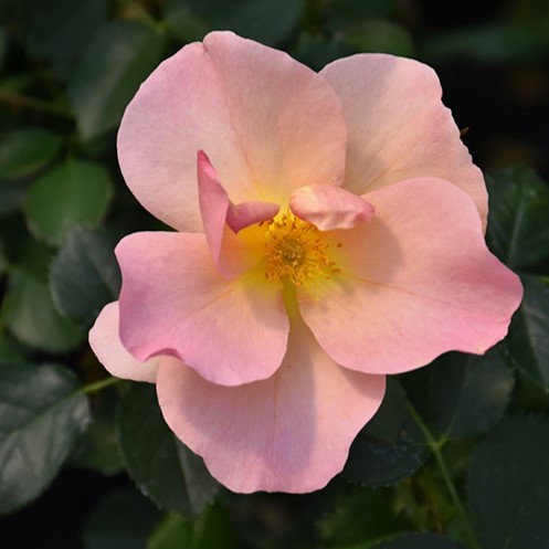 Chinook Sunrise Rose