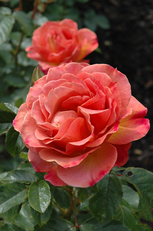 Pumpkin Patch Floribunda Rose