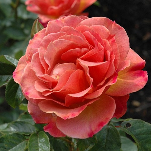 Pumpkin Patch Floribunda Rose