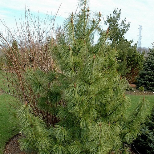 Jack Corbit Dwarf Korean Pine Tree