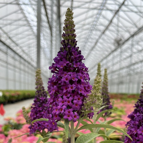 Birthday Cake Butterfly Bush