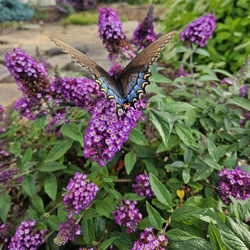 Blueberry Pie Butterfly Bush