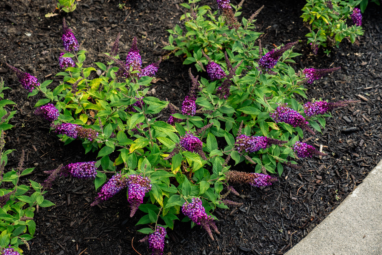 Blueberry Pie Butterfly Bush