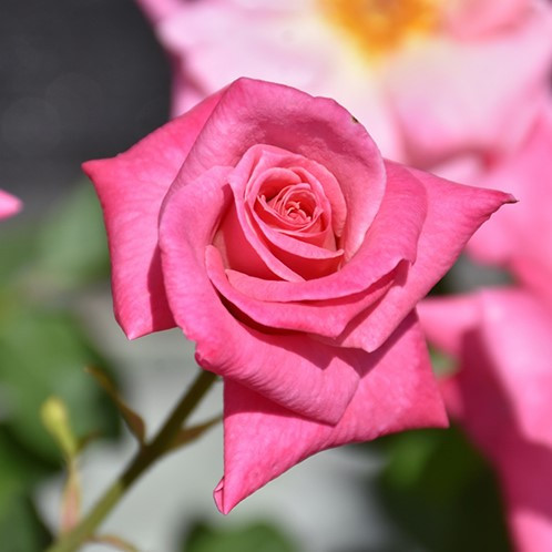 Pink Parfait Grandiflora Rose