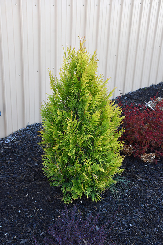 Fluffy Cedar