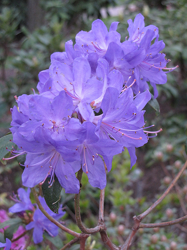 Blue Baron Rhododendron