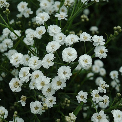The Pearl Yarrow
